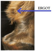 Ergots - Stampy and the Brain